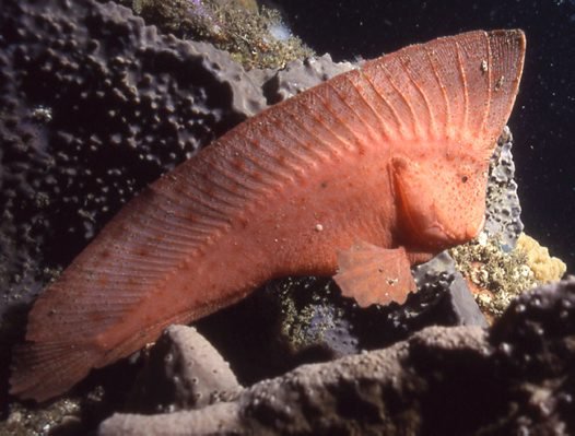 Pataecidae - Prowfishes - The Australian Museum
