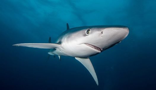 Blue Shark Prionace Glauca Linnaeus 1758 The Australian Museum Blue Shark Prionace Glauca Linnaeus 1758 The Australian Museum