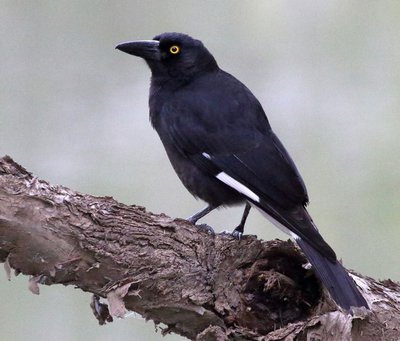 Pied Currawong - The Australian Museum