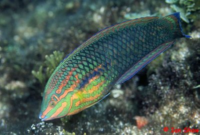 False-eyed Wrasse, Halichoeres biocellatus (Schultz, 1960) - The Australian Museum