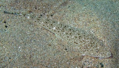 Northern Sand Flathead, Platycephalus endrachtensis Ramsay & Ogilby ...