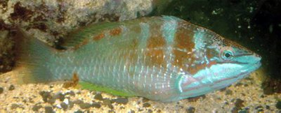 Luculent Wrasse, Pseudolabrus luculentus (Richardson, 1848) - The ...