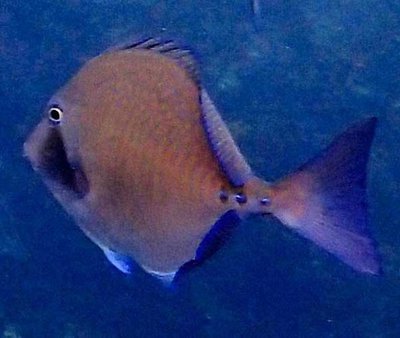 Spotted Sawtail, Prionurus maculatus - The Australian Museum