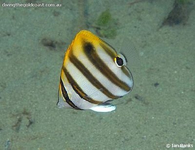 Ocellate Butterflyfish, Parachaetodon ocellatus (Cuvier, 1831) - The ...