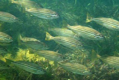 Western Striped Grunter, Pelates octolineatus (Jenyns, 1840) - The ...