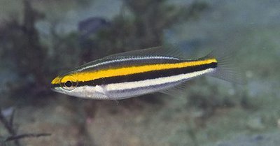 Paradise Threadfin Bream, Pentapodus paradiseus (Günther, 1859) - The ...