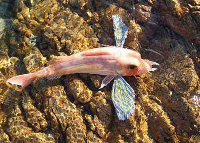 Latchet, Pterygotrigla polyommata (Richardson, 1839) - The Australian ...