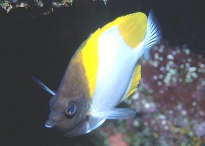 Pyramid Butterflyfish, Hemitaurichthys polylepis (Bleeker, 1857) - The ...