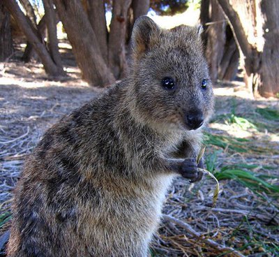 Quokka - The Australian Museum