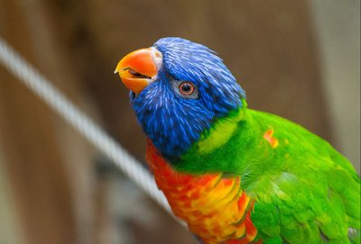 Rainbow Lorikeet - The Australian Museum