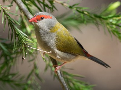 Red-browed Finch - The Australian Museum