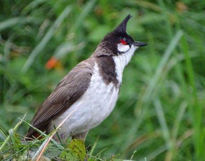 Red-whiskered Bulbul - The Australian Museum