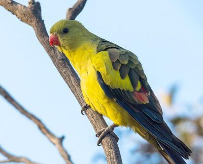Regent Parrot - The Australian Museum