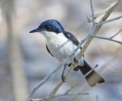 Restless Flycatcher - The Australian Museum