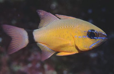 Ring-tail Cardinalfish, Ostorhinchus aureus (Lacepède, 1802) - The ...