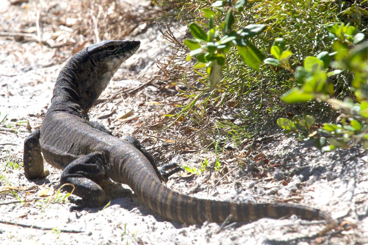 What do a cat, a dingo, and a goanna have in common? It’s in the iDNA ...