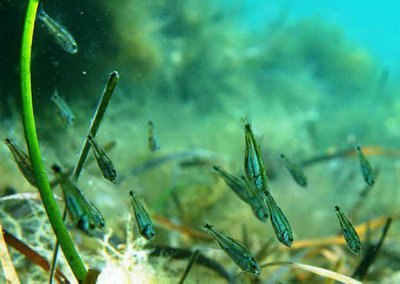 Wood's Siphonfish, Siphamia cephalotes (Castelnau, 1875) - The ...