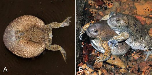A rare glimpse into the private life of a poorly-known frog - The ...