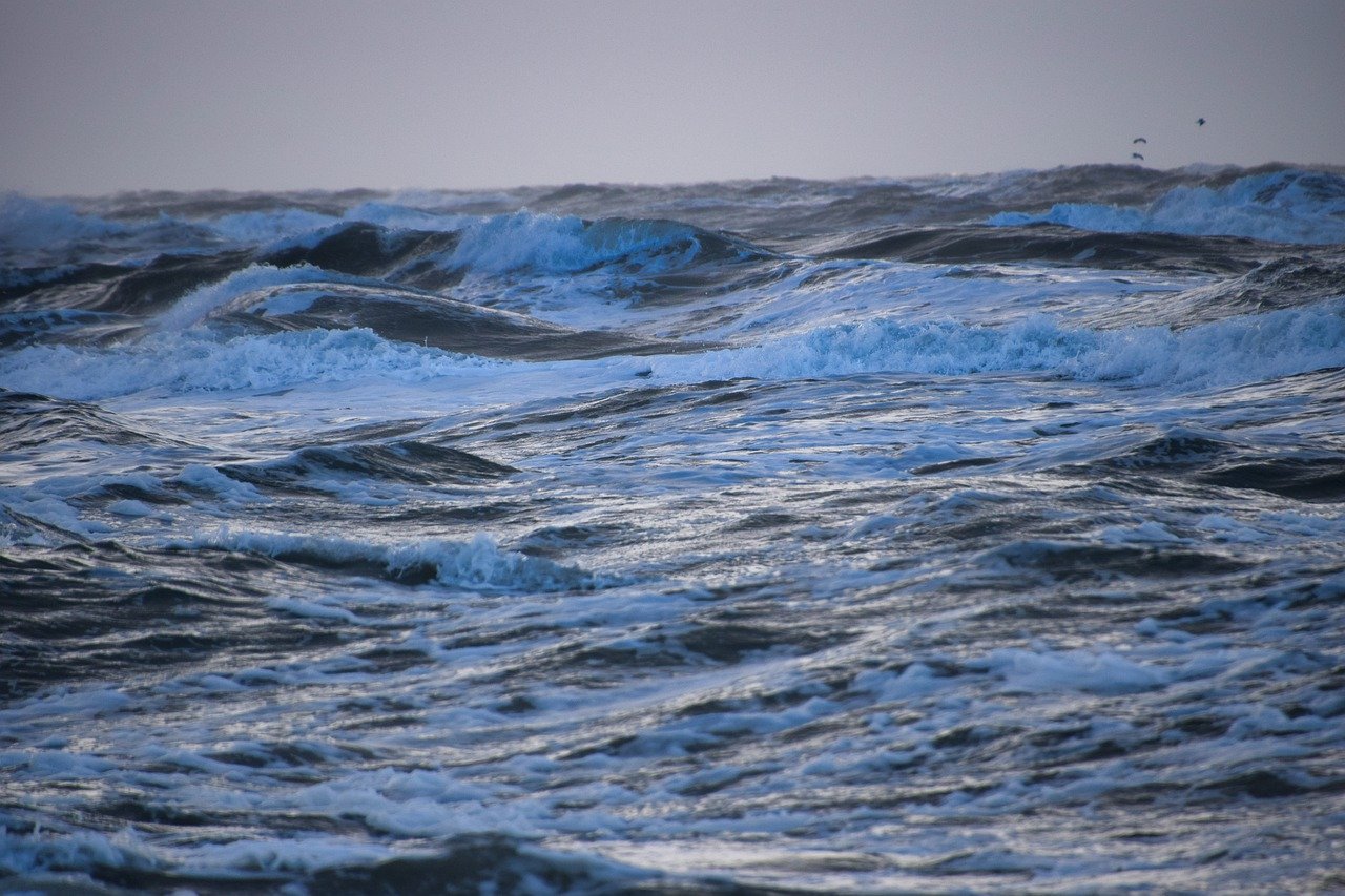 Hemiramphidae - Garfishes - The Australian Museum