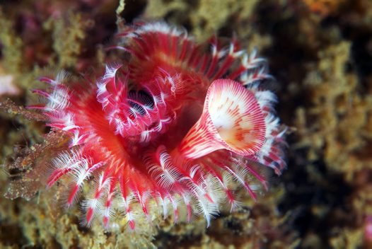 Wonderful Worms around the World: Celebrating International Polychaete ...
