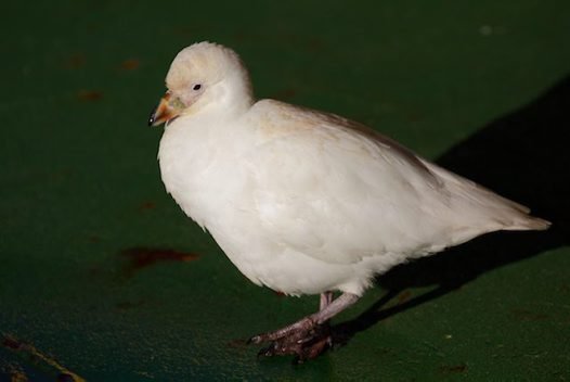 26 April: Sea chickens (Scotia Arc Expedition 2013) - The Australian ...