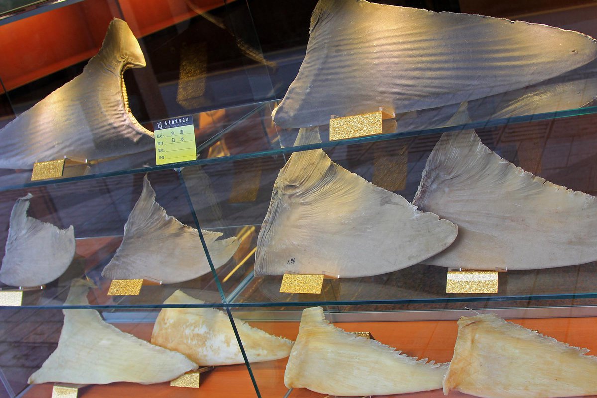 Why oceans need sharks - The Australian Museum