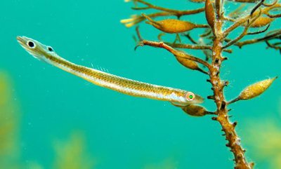 Slender Weed Whiting, Siphonognathus attenuatus (Ogilby, 1897) - The ...