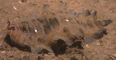 Smallhead Sole, Soleichthys microcephalus (Günther, 1862) - The ...