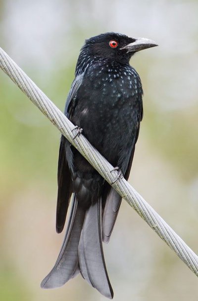 Spangled Drongo - The Australian Museum