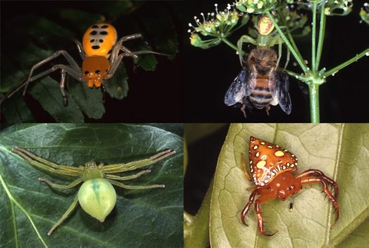 Digivol scans 40-year-old slides of spiders - The Australian Museum Blog