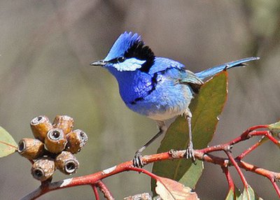 Splendid Fairy-wren - The Australian Museum
