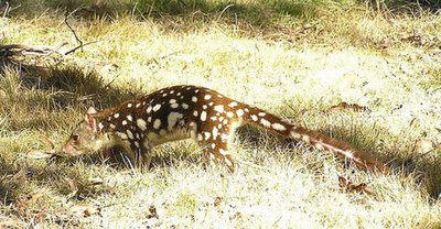 Spotted-tailed Quoll - The Australian Museum