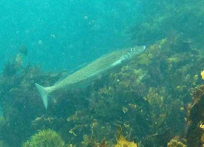 King George Whiting, Sillaginodes punctatus - The Australian Museum