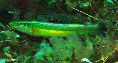 Longray Weed Whiting, Siphonognathus radiatus - The Australian Museum