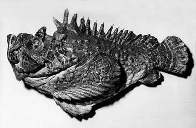 Estuarine Stonefish, Synanceia horrida (Linnaeus, 1766) - The ...