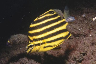 Stripey, Microcanthus strigatus (Cuvier, 1831) - The Australian Museum