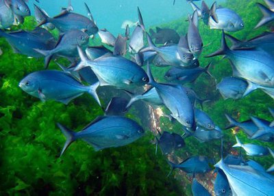 Blue Maomao, Scorpis violacea - The Australian Museum
