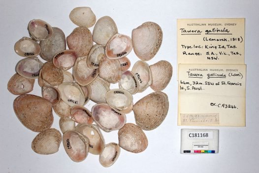 DigiVol portal: Volunteer from home - The Australian Museum Blog