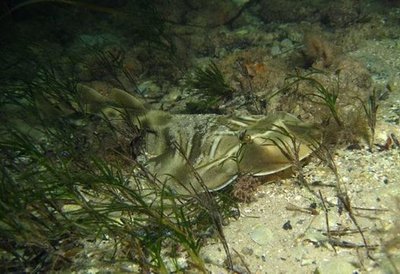 Southern Fiddler Ray, Trygonorrhina dumerilii (Castelnau, 1873) - The ...
