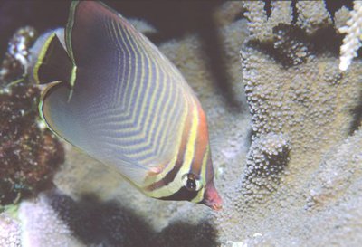 Triangular Butterflyfish, Chaetodon baronessa Cuvier, 1831 - The ...