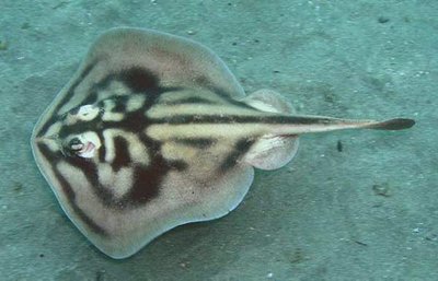 Banded Stingaree, Urolophus cruciatus (Lacépède, 1804) - The Australian ...