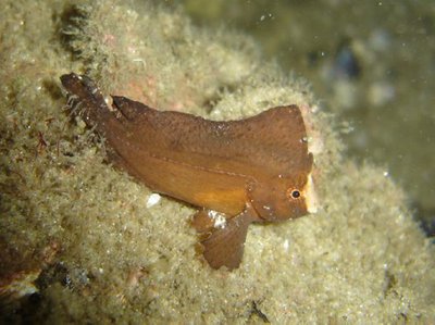 Cockatoo Waspfish, Ablabys taenianotus (Cuvier, 1829) - The Australian ...