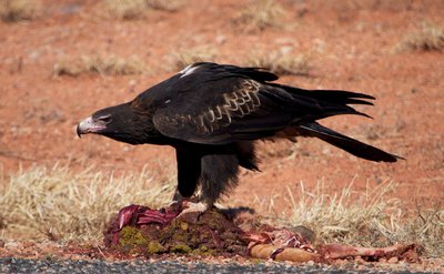 Wedge-tailed Eagle - The Australian Museum