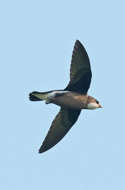 White-throated Needletail - The Australian Museum
