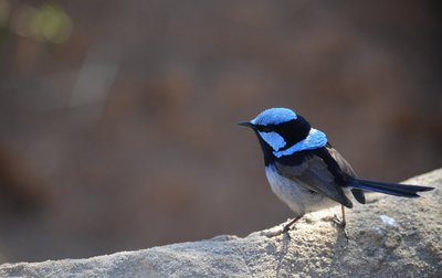 Superb Fairy-wren - The Australian Museum