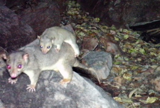The mysterious possum of the Kimberley - The Australian Museum Blog