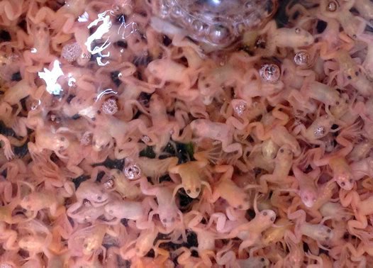 Frogs need to watch their backs: parasites on the horizon - The ...