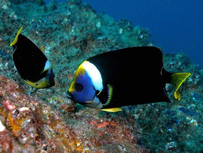 Queensland Yellowtail Angelfish, Chaetodontoplus meredithi (Kuiter ...