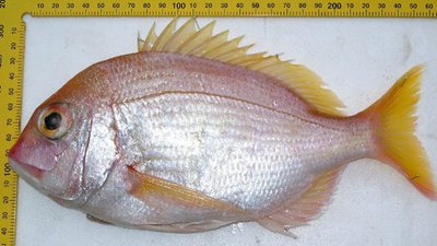 Yellowback Bream, Dentex spariformis Ogilby, 1910 - The Australian Museum