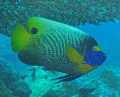 Blueface Angelfish, Pomacanthus xanthometopon (Bleeker, 1853) - The ...